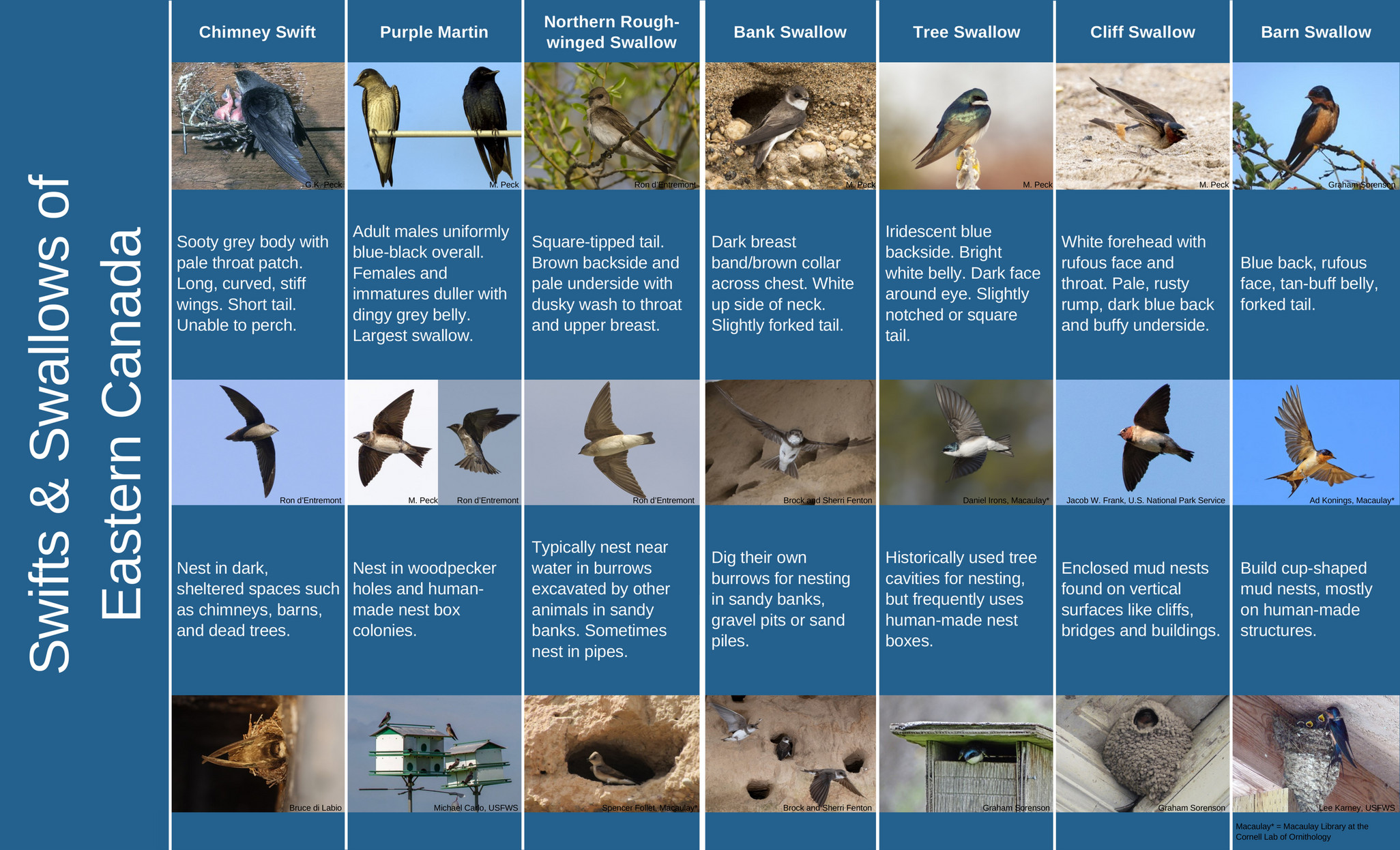Birds Canada - Swift_Swallow_Eastern_Guide - Page 2