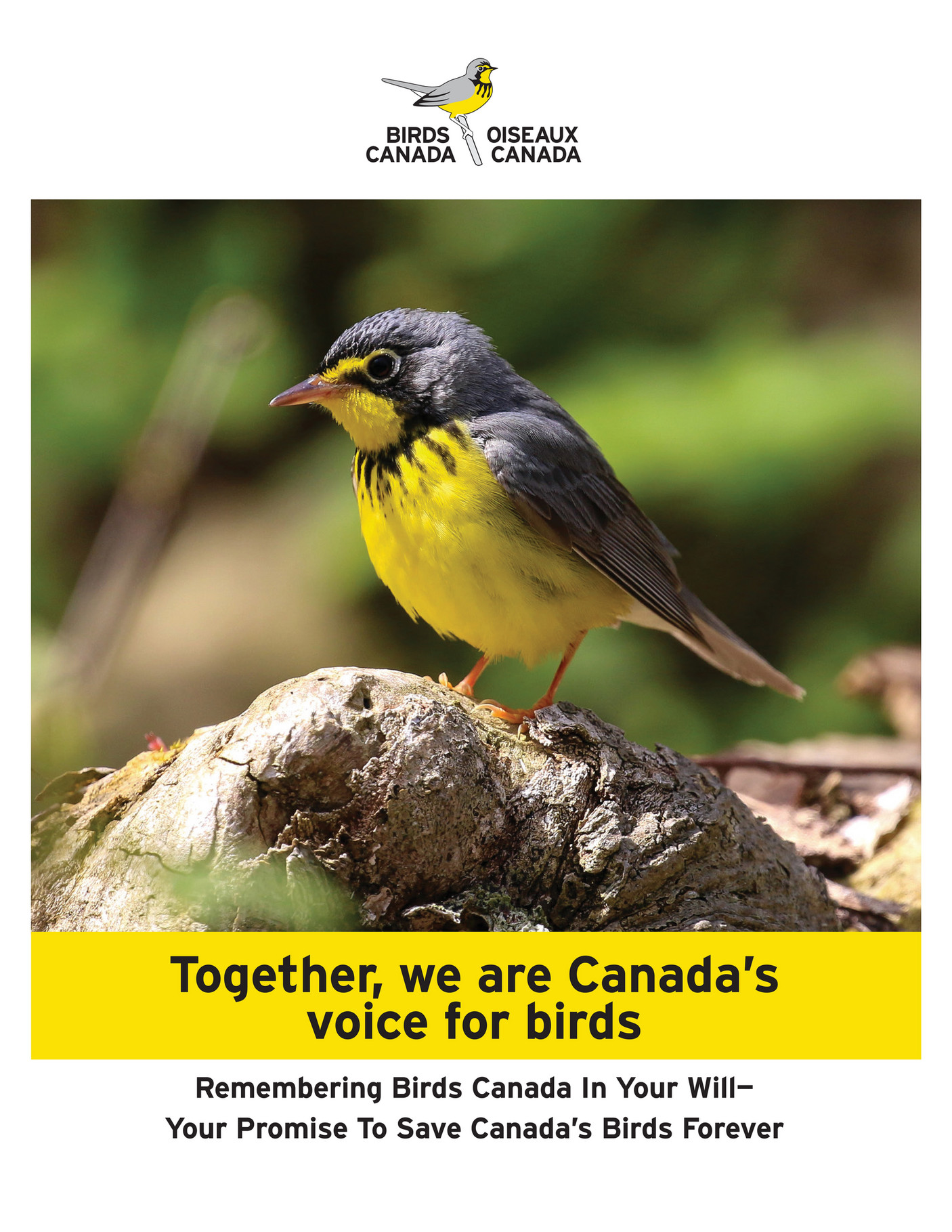 Birds Canada - Leaving a Legacy to Birds Canada - Page 1
