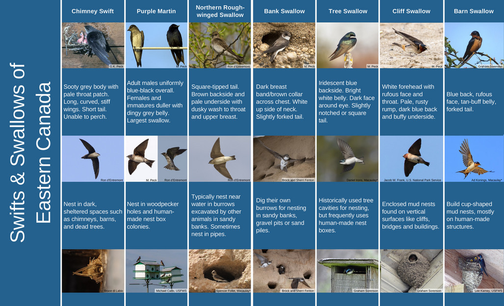 Birds Canada - East Swift&Swallow Guide - Page 1
