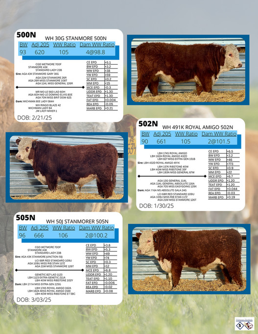 Ballyhoo Printing - Wichman Herefords 2026 - Page 1