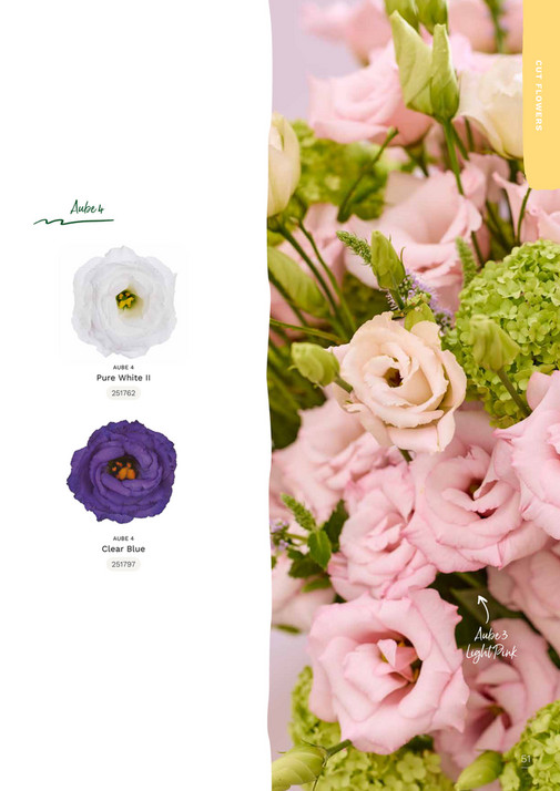 Sakata catalogue Cut Flowers 2025 - 2026 - Page 50-51
