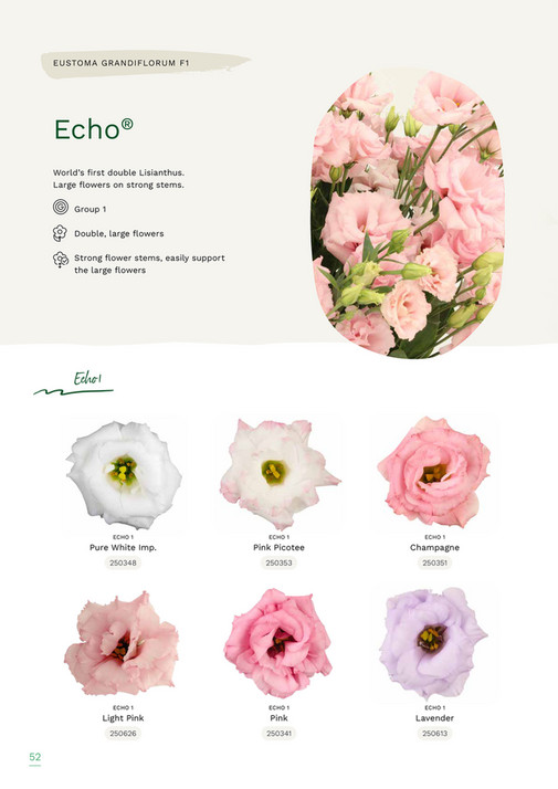 Sakata catalogue Cut Flowers 2025 - 2026 - Page 50-51